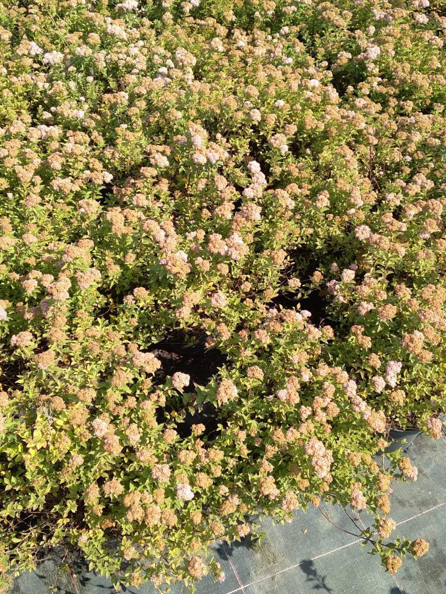 Спирея японская Нана (Nana) купить в Москве по цене от 399р. - Питомник ...